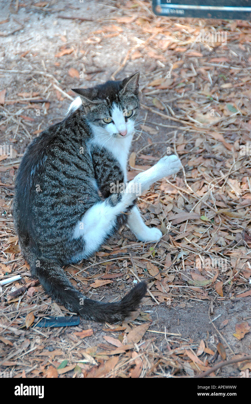 Wild feral cat with deformed rear leg from birth but is able and ...