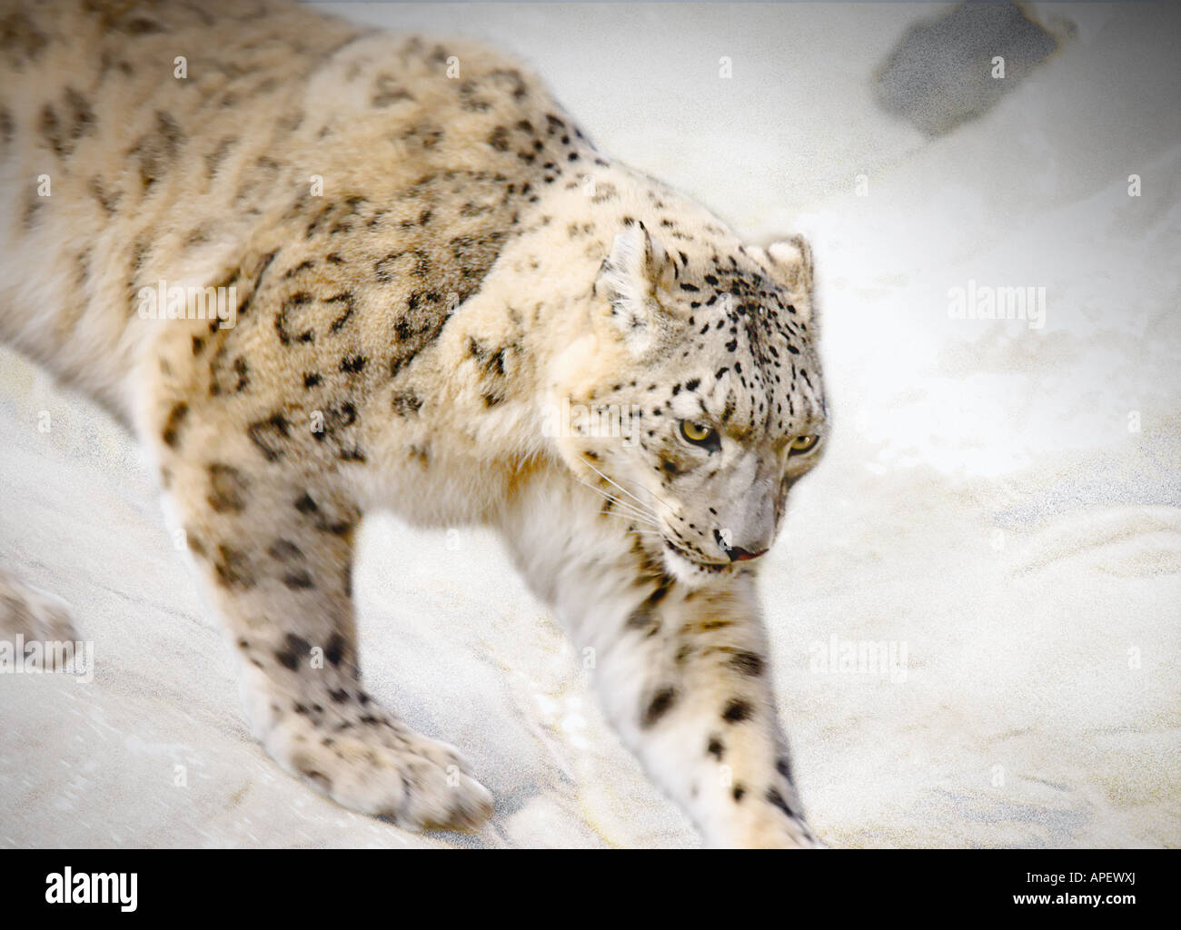 Snow leopard walking on rock covered in light snow, half body shot ...