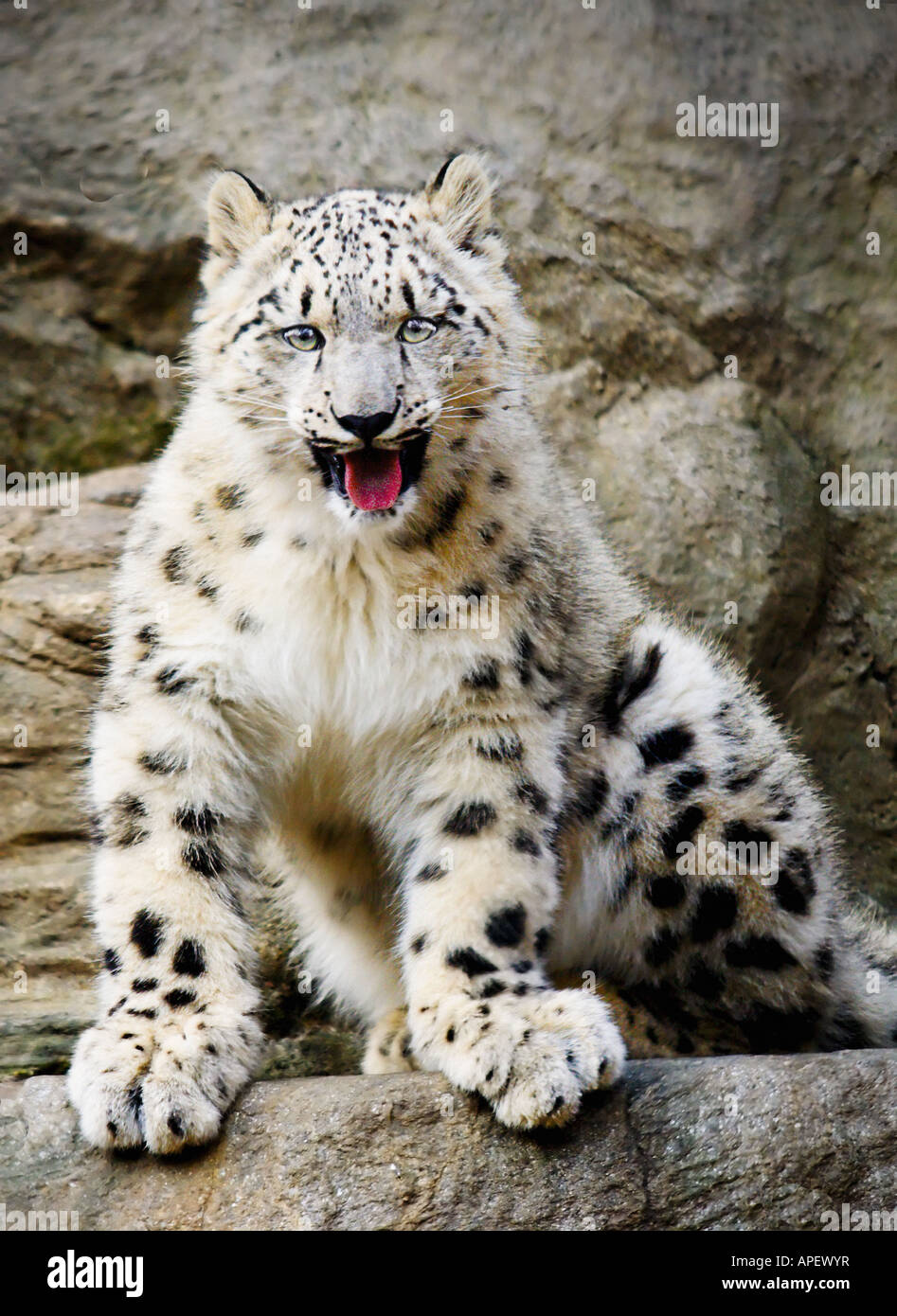 White Snow Leopard Full Body