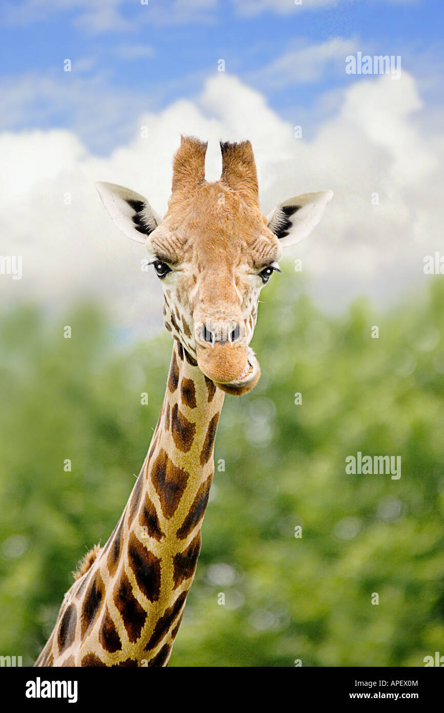 Giraffe, adult, from half neck up, looking down at viewer, with lower ...