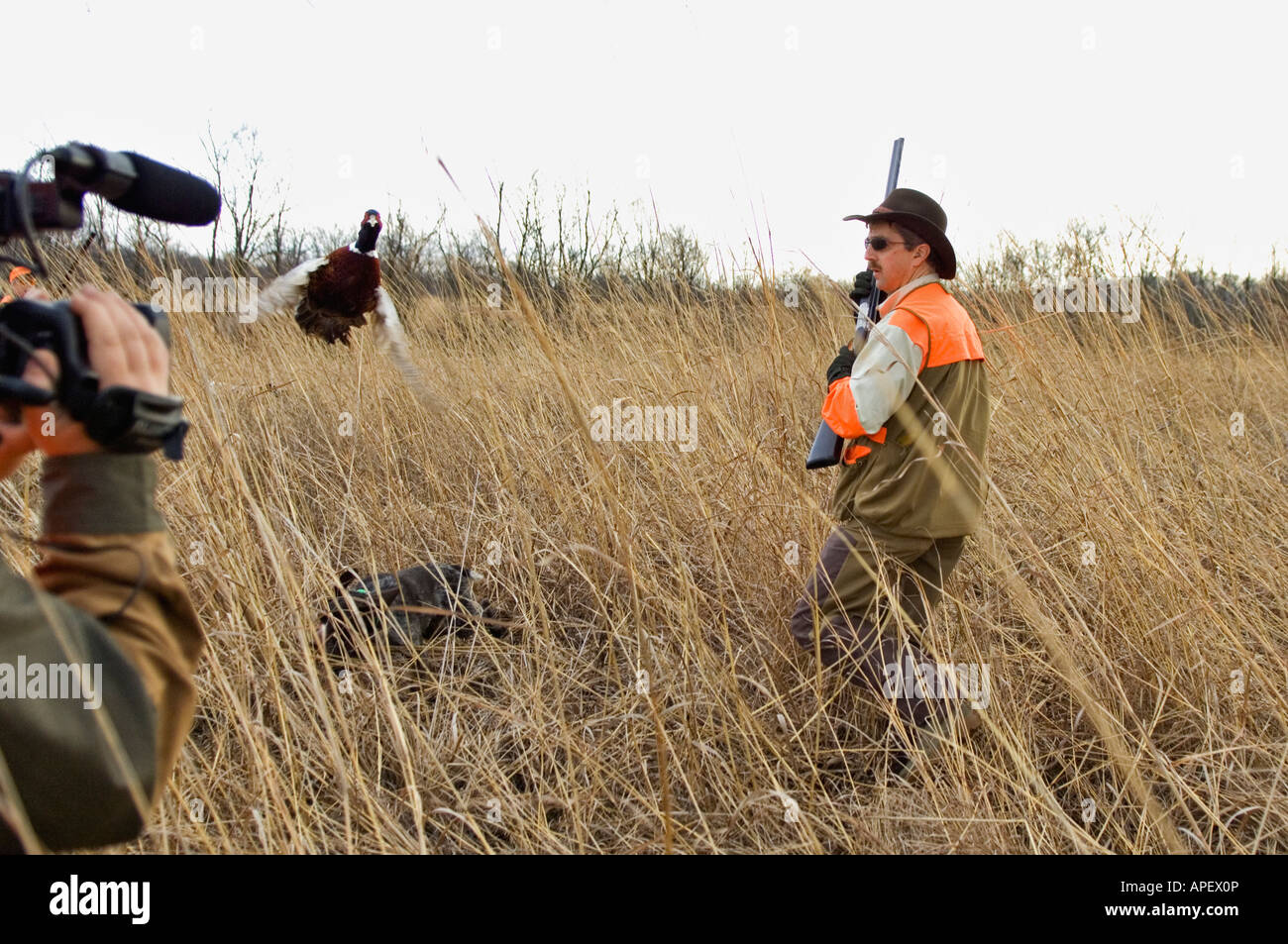 Upland Bird Hunter and Flushing Ring-necked Pheasant Rooster Deer Creek ...