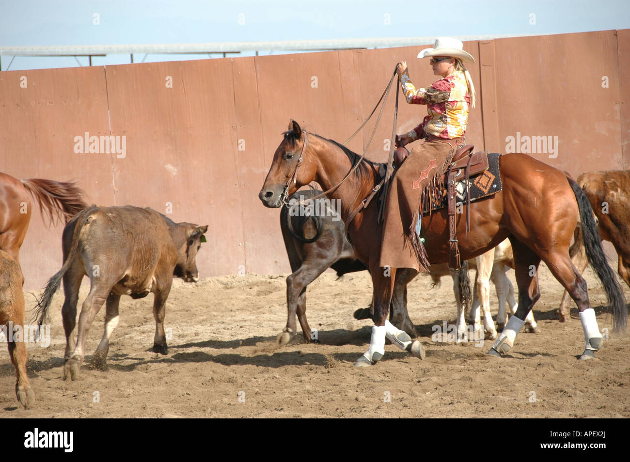 Cowboy on cutting horse hi-res stock photography and images - Alamy