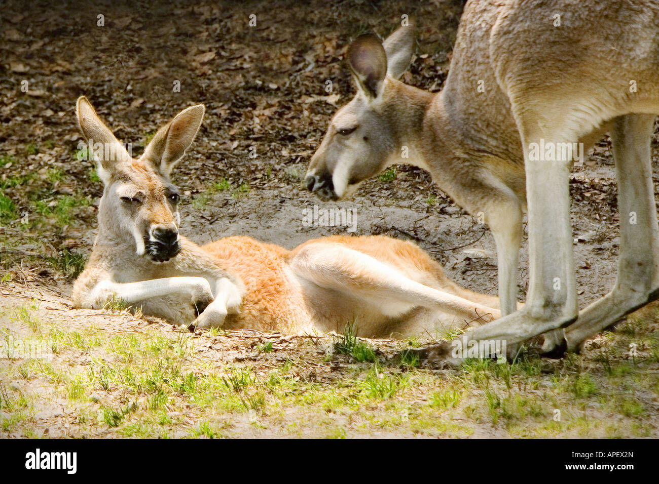 Kangaroo Lying Down Stock Photos & Kangaroo Lying Down Stock Images - Alamy