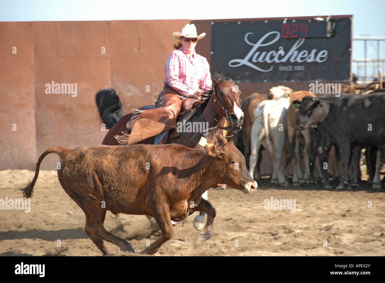Cowboys Men and Women at Cutting horse with cattle competition on ranch ...