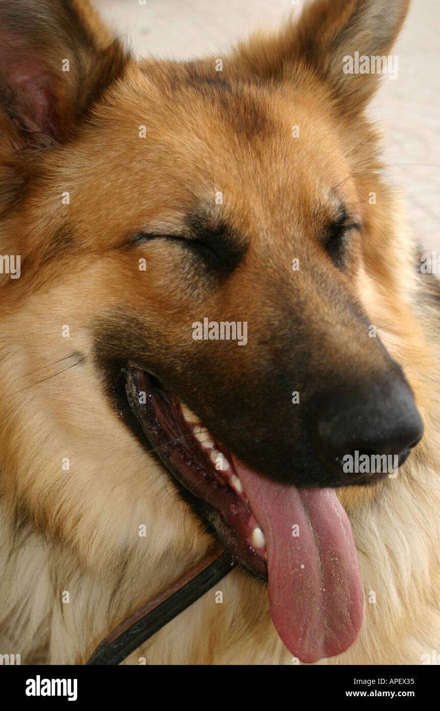 Yap dog hi-res stock photography and images - Alamy