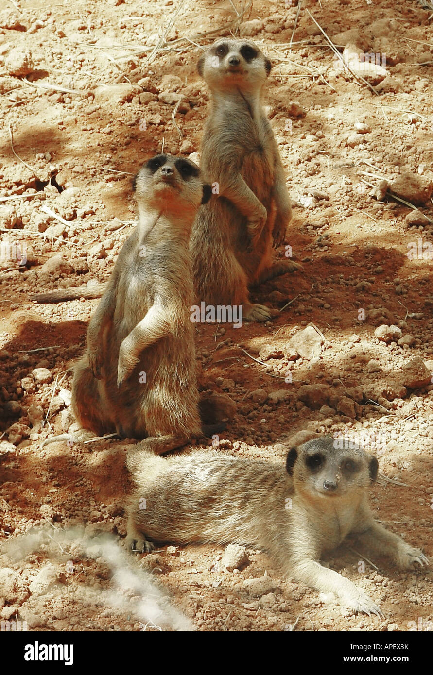 Three leg stand hi-res stock photography and images - Alamy