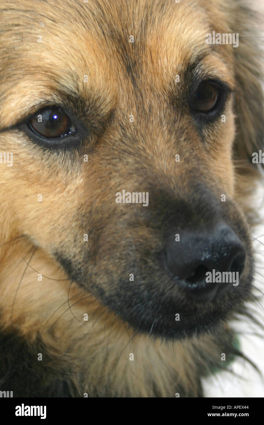 Yap dog hi-res stock photography and images - Alamy