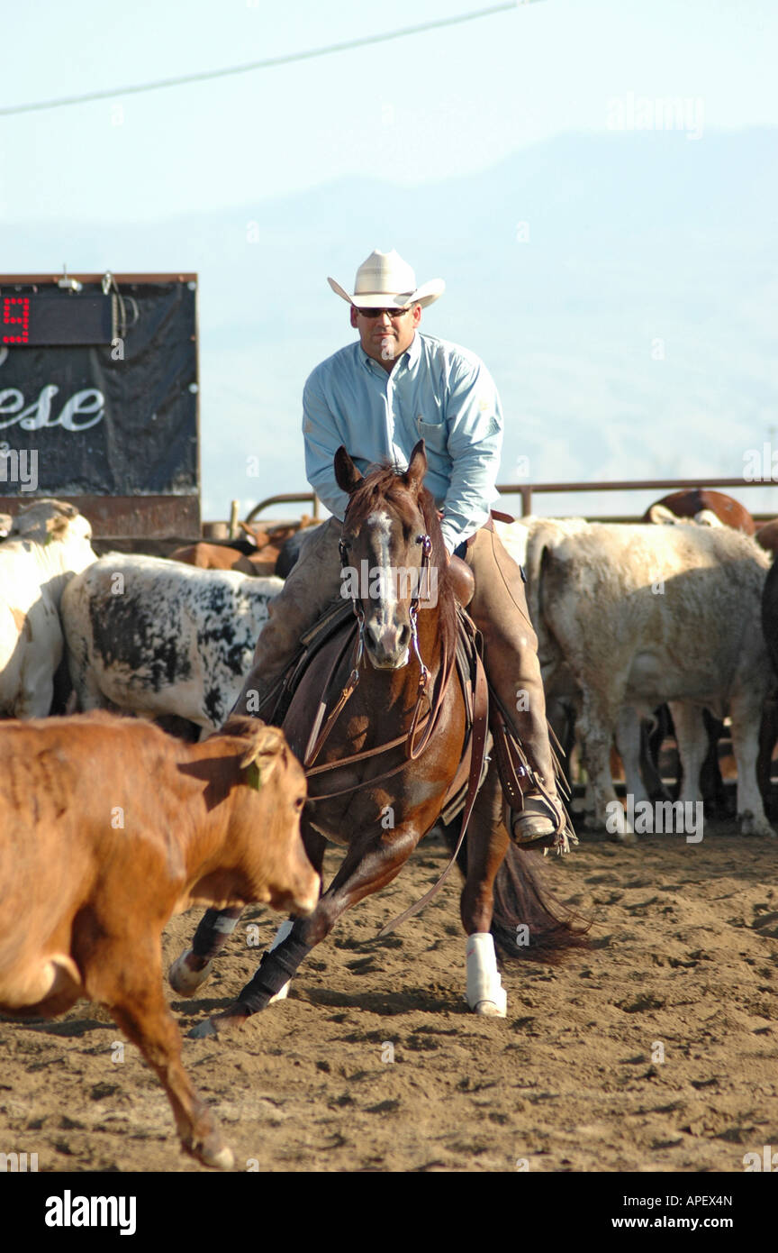 Rodeo show in arena hi-res stock photography and images - Alamy