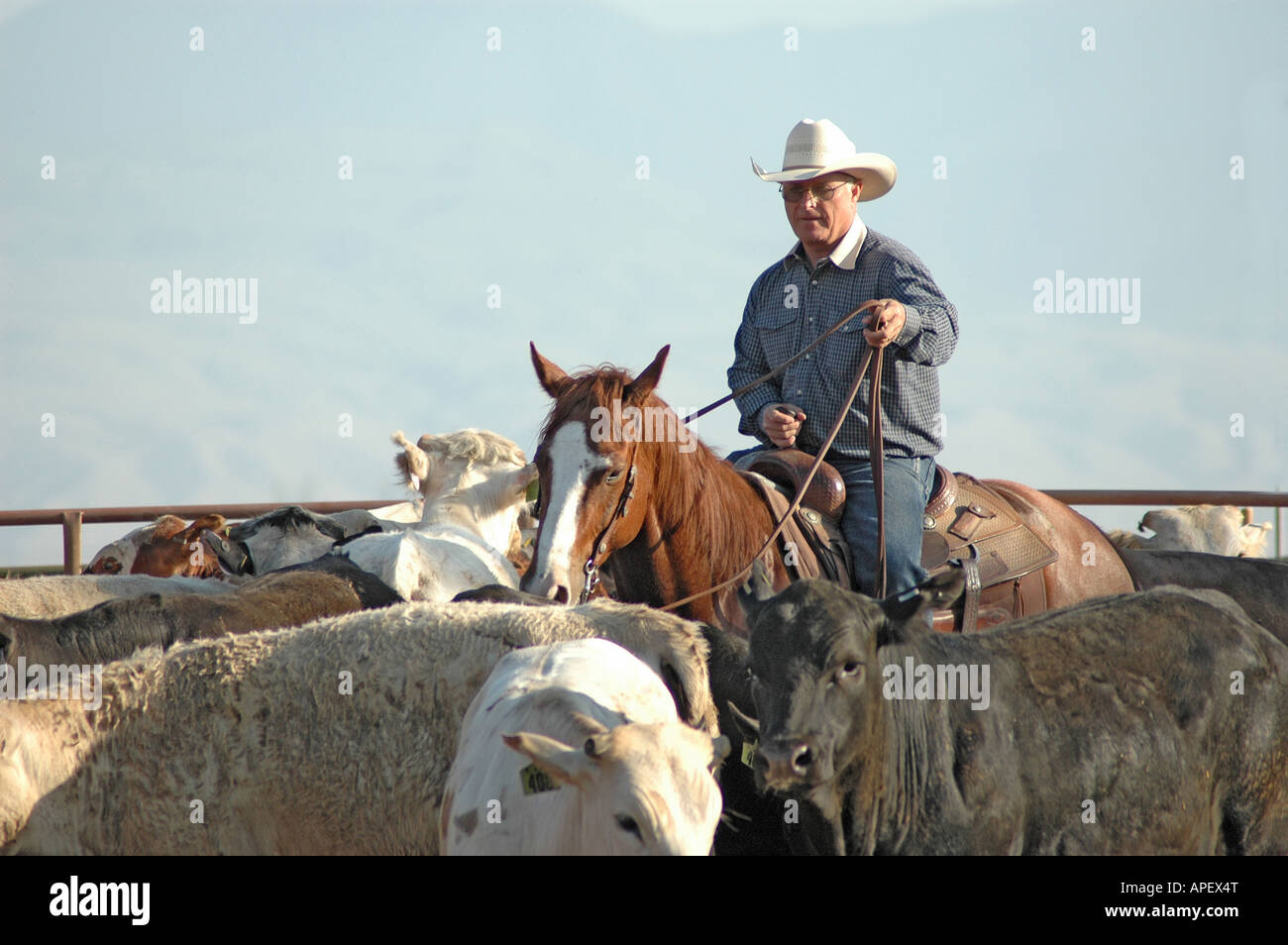 Cutting horse steer hi-res stock photography and images - Alamy