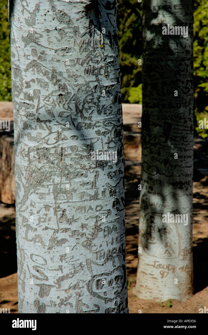 Tree writing names hi-res stock photography and images - Alamy