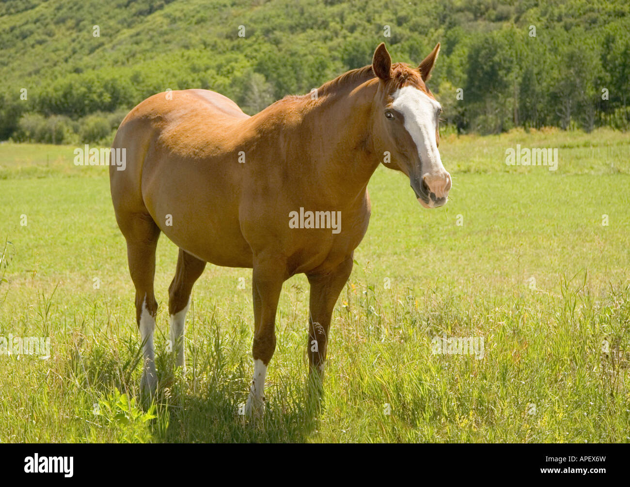 Horse, adult, yellow/reddish, with white spot on forehead, very healthy ...