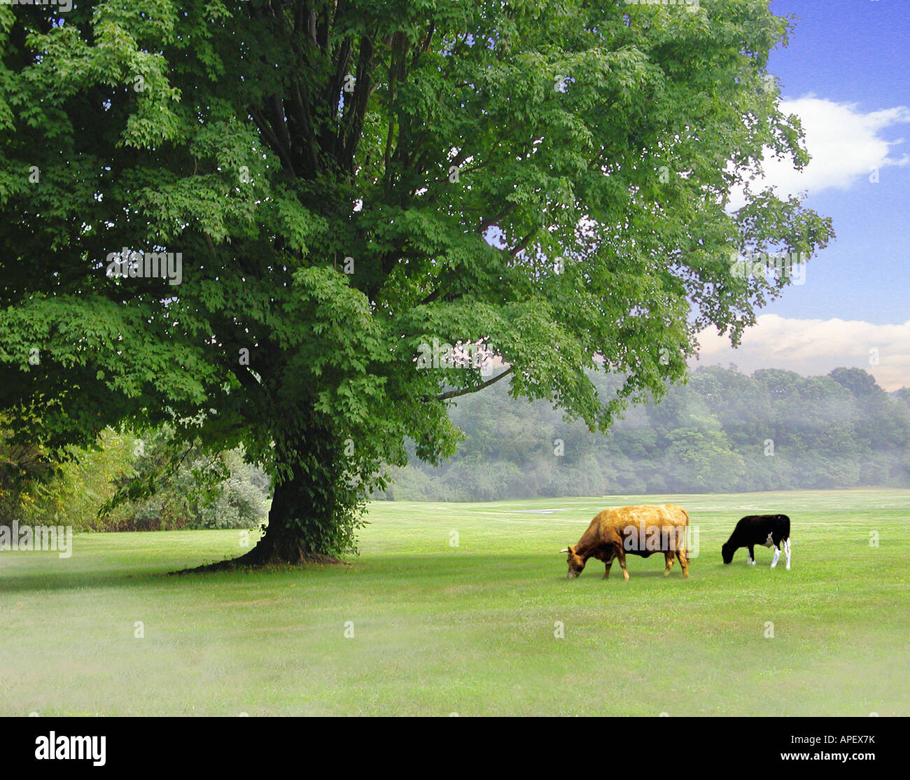 Cow grazes in grassy field hi-res stock photography and images - Alamy