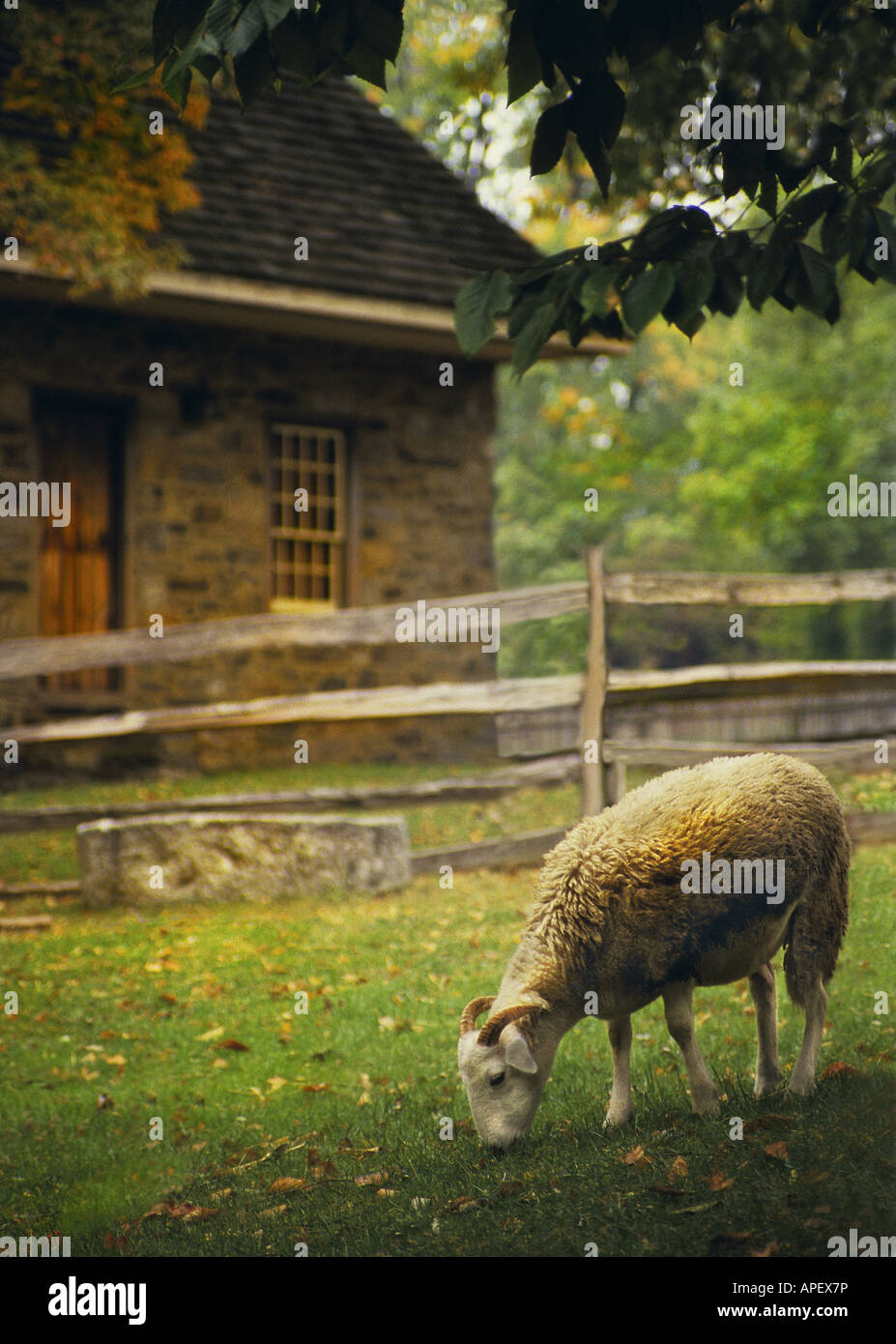 Sheep, grazing on green meadow/fallen autumn leaves, surrounded by ...