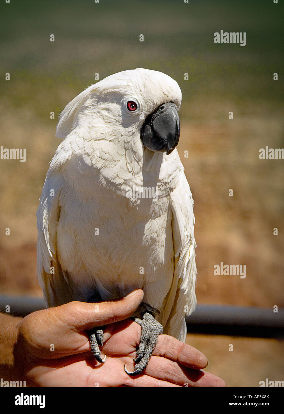 White parrot close-up, full body, looking sideways at viewer, perched ...