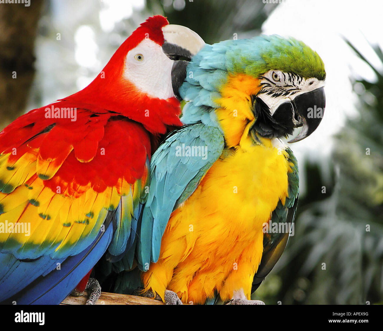 Two parrots, colorful, perched next to each other, one scratching the ...