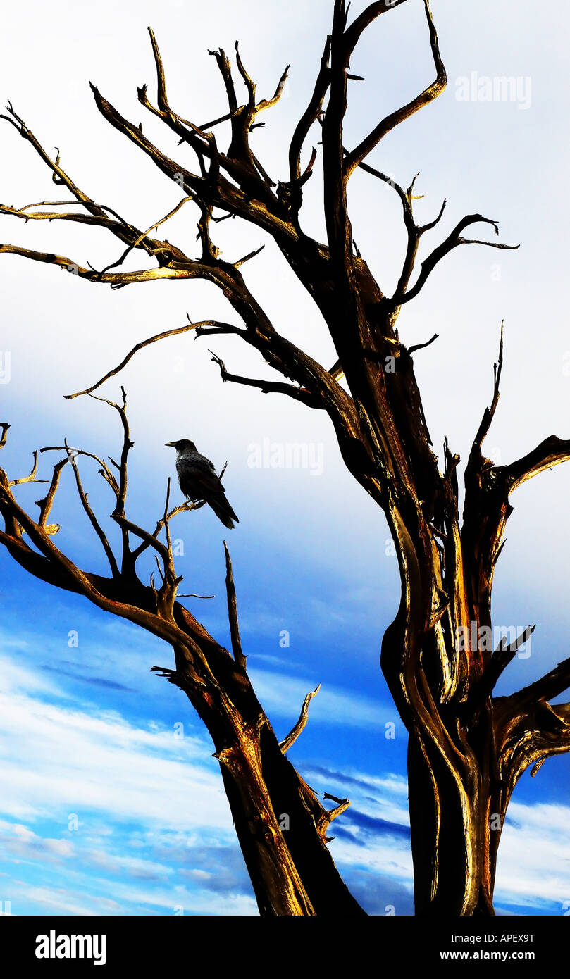 Crows are solitary hi-res stock photography and images - Alamy