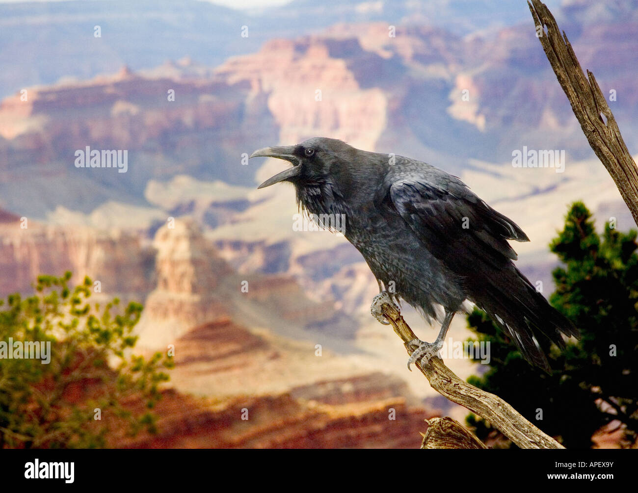 Black raven/crow with open beak, ruffled feathers, perched on dry ...