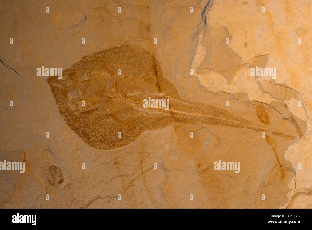 Fossil Stingray (Raya whitfildie) Lebanon - Cretaceous Stock Photo - Alamy
