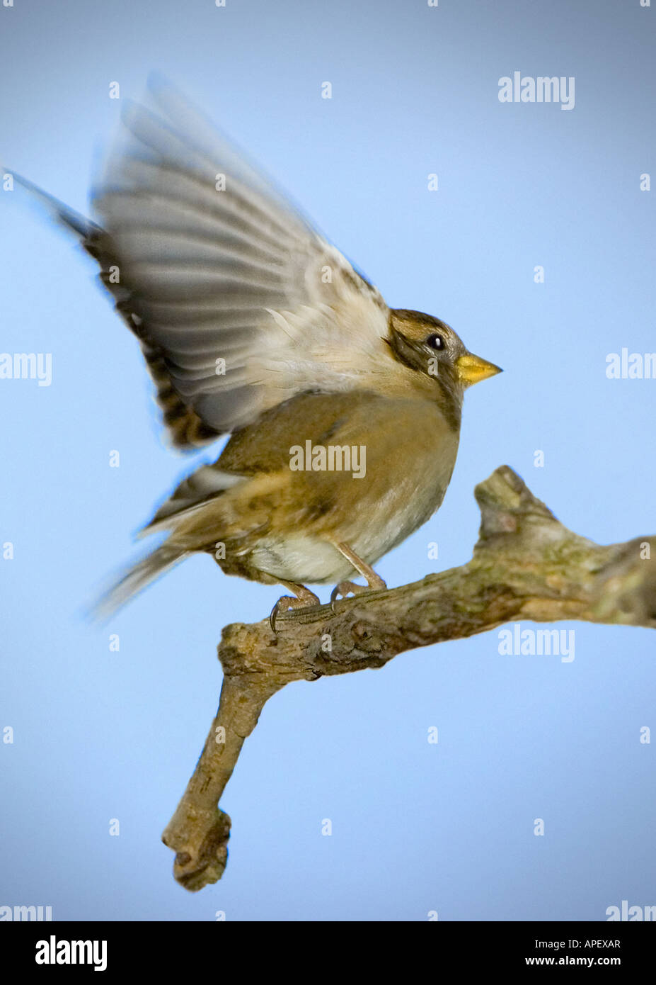 Little bird (common house finch?), close-up, perched on dry branch ...