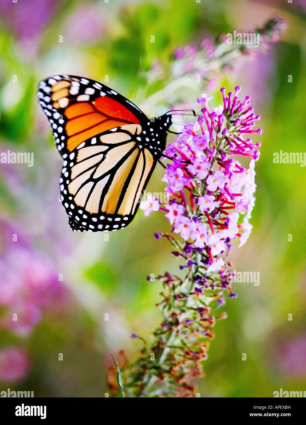 Monarch butterfly close-up sipping nectar from small magenta flowers (1 ...