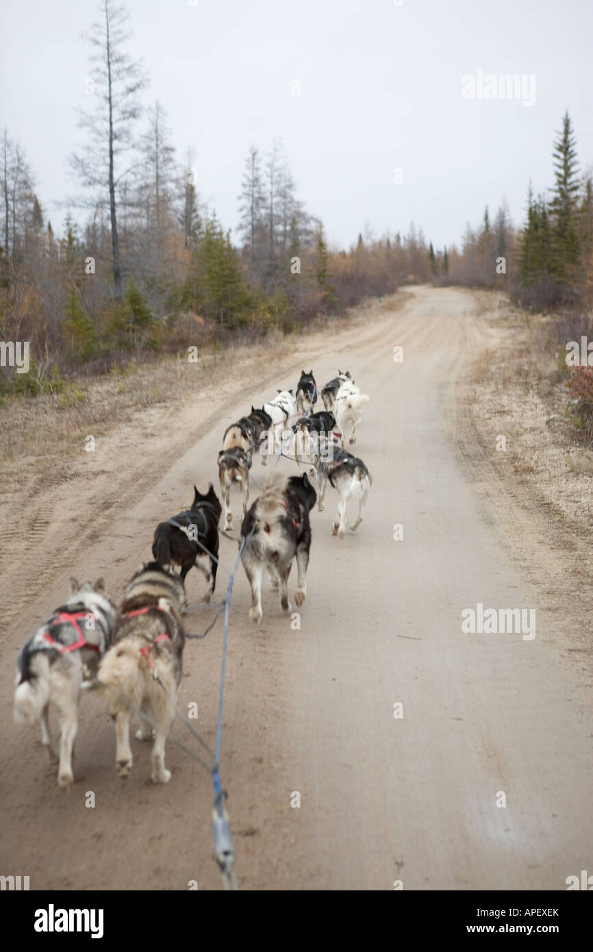 A team of dogs pull a cart during training Stock Photo - Alamy