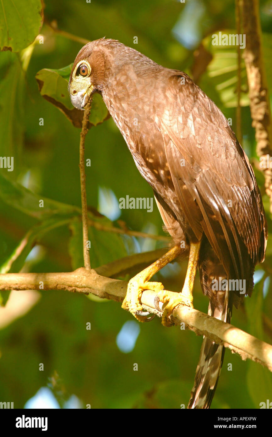 Collared Forest-falcon (Micrastur semitorquatus), Corcovado National ...