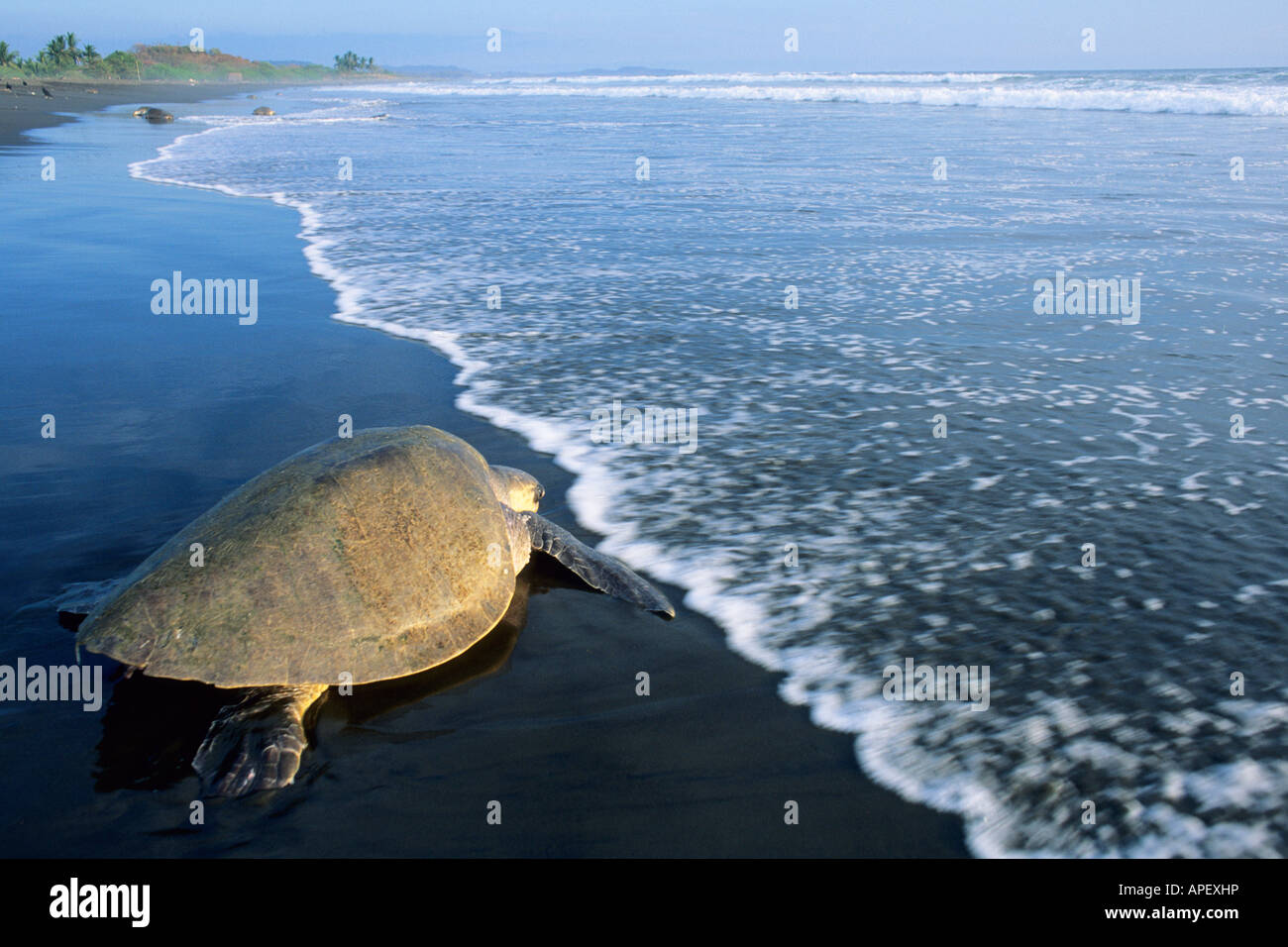 Olive Ridley (Lepidochelys olivacea) sea turtle on beach, Ostional ...