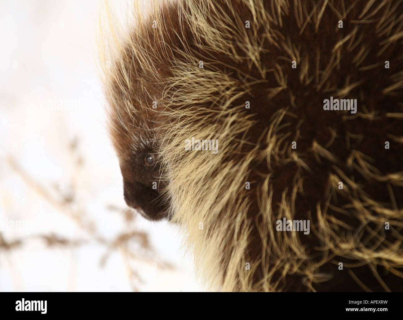 Porcupine in winter Stock Photo - Alamy