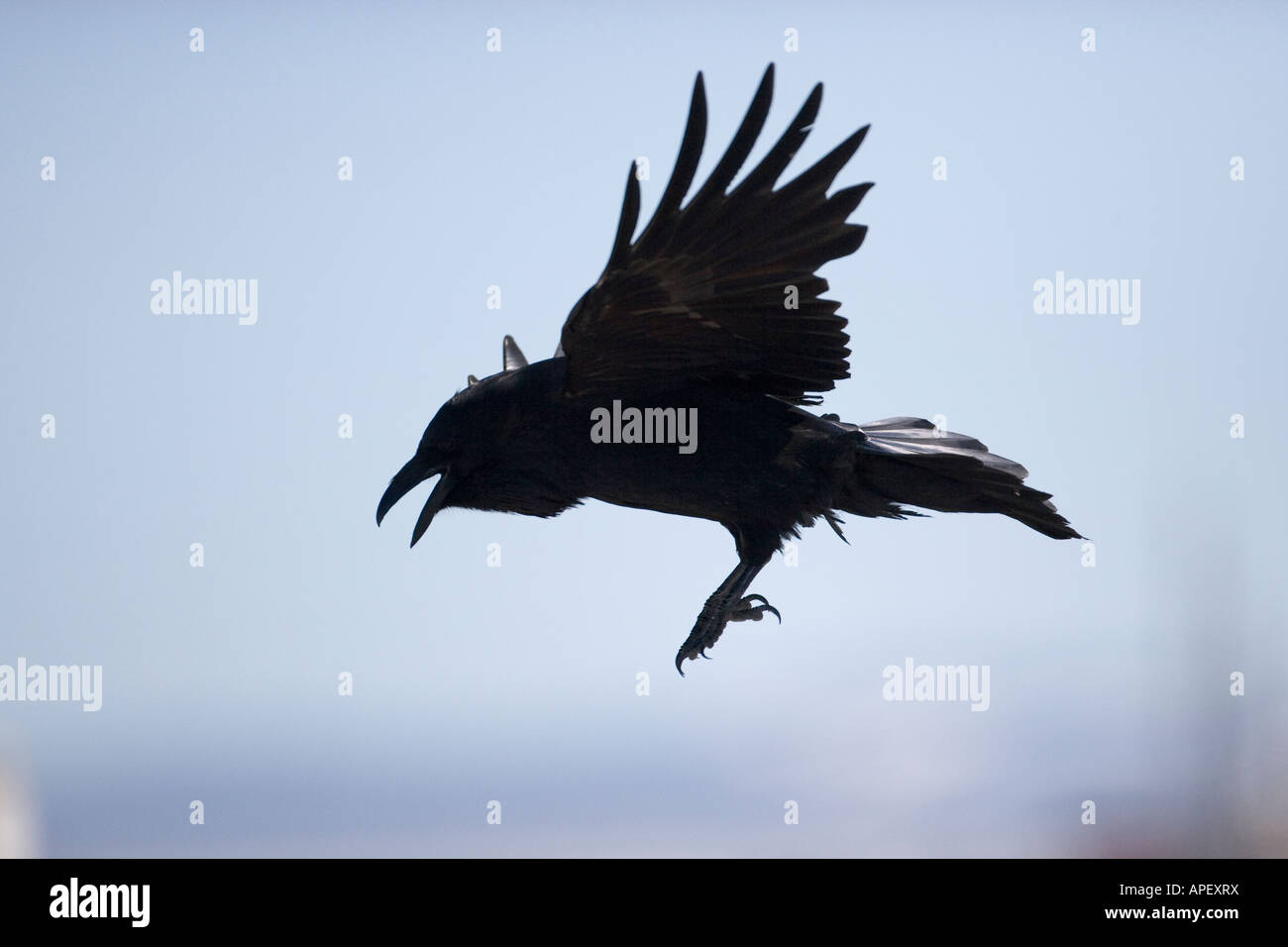 Raven In Flight Calling High Resolution Stock Photography and Images ...