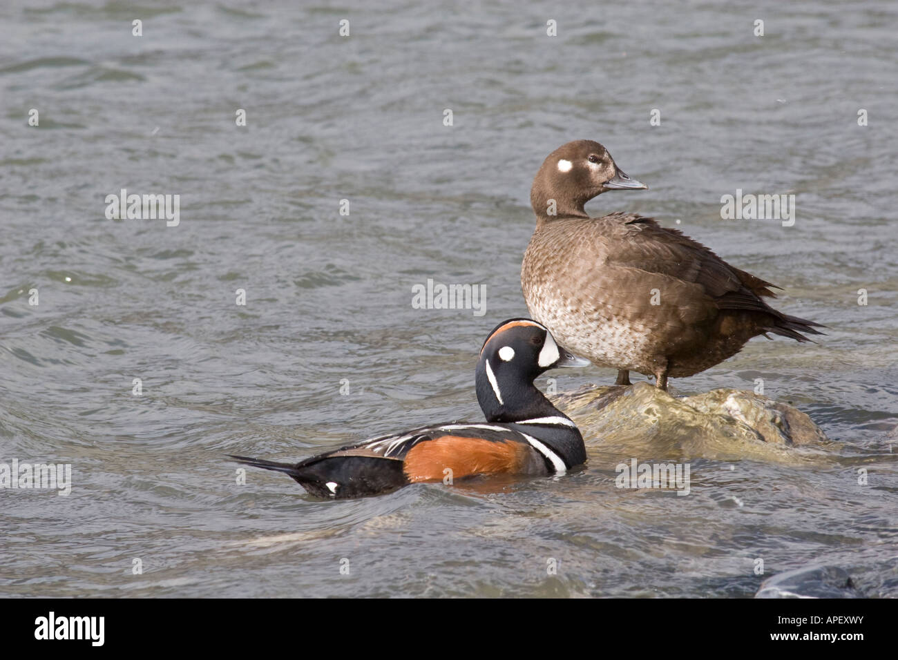 alaska harlequin ducks arctic national wildlife refuge anwr on kongakut ...