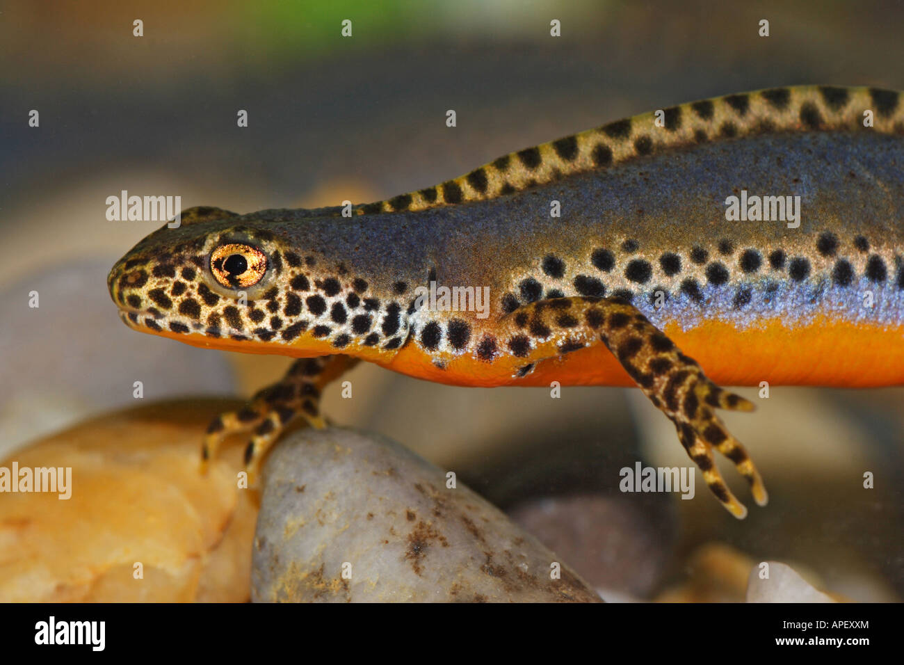 Caudata urodela hi-res stock photography and images - Alamy