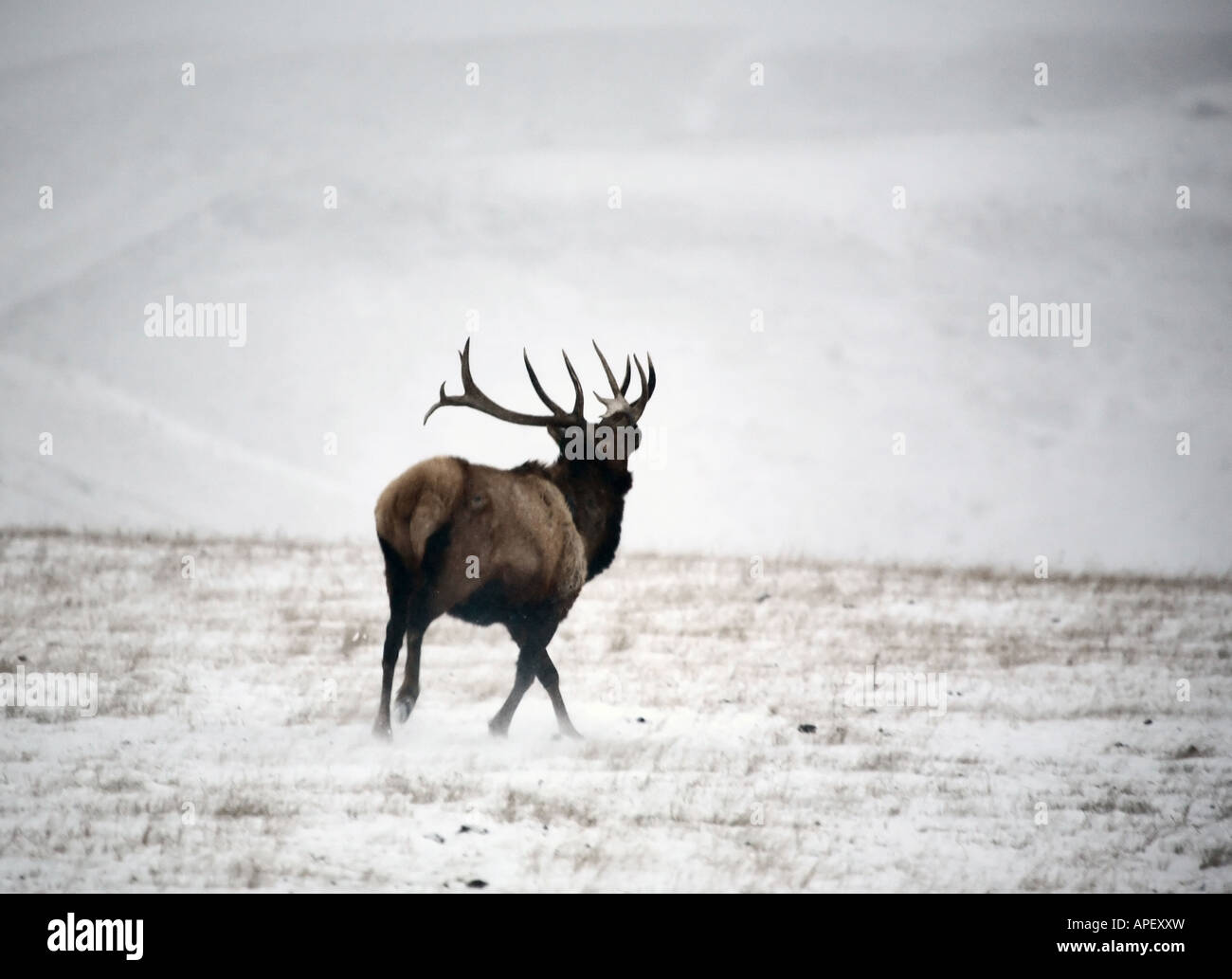 Bull elk in winter Stock Photo - Alamy