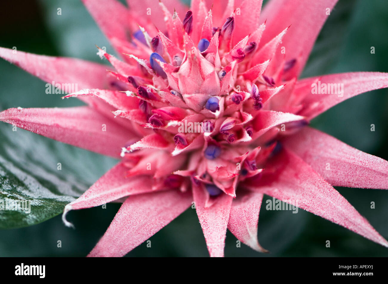 Bromeliad houseplant hi-res stock photography and images - Alamy