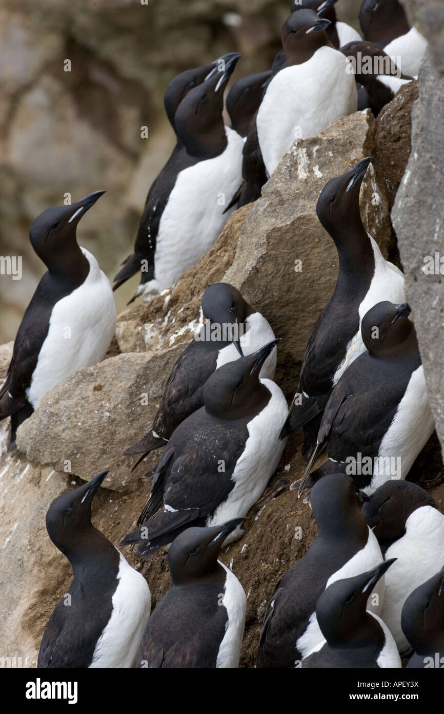 alaska pribilof islands common and thick billed murres on cliff Stock ...