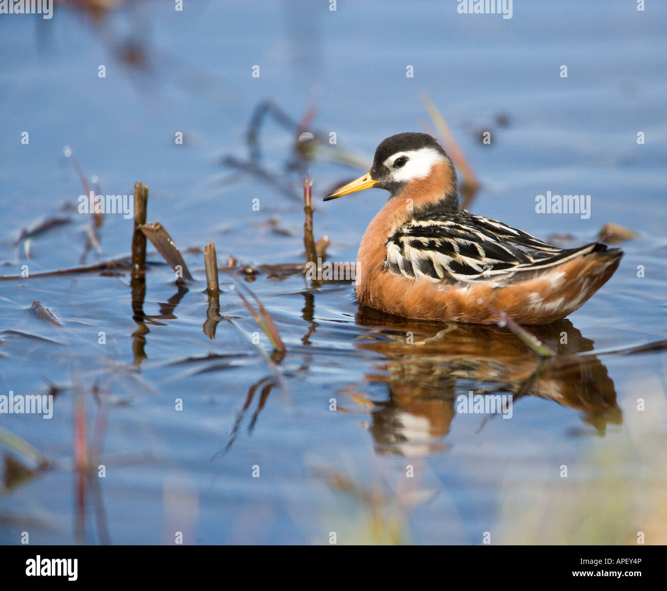 alaska red phalarope in pond near barrow Stock Photo - Alamy