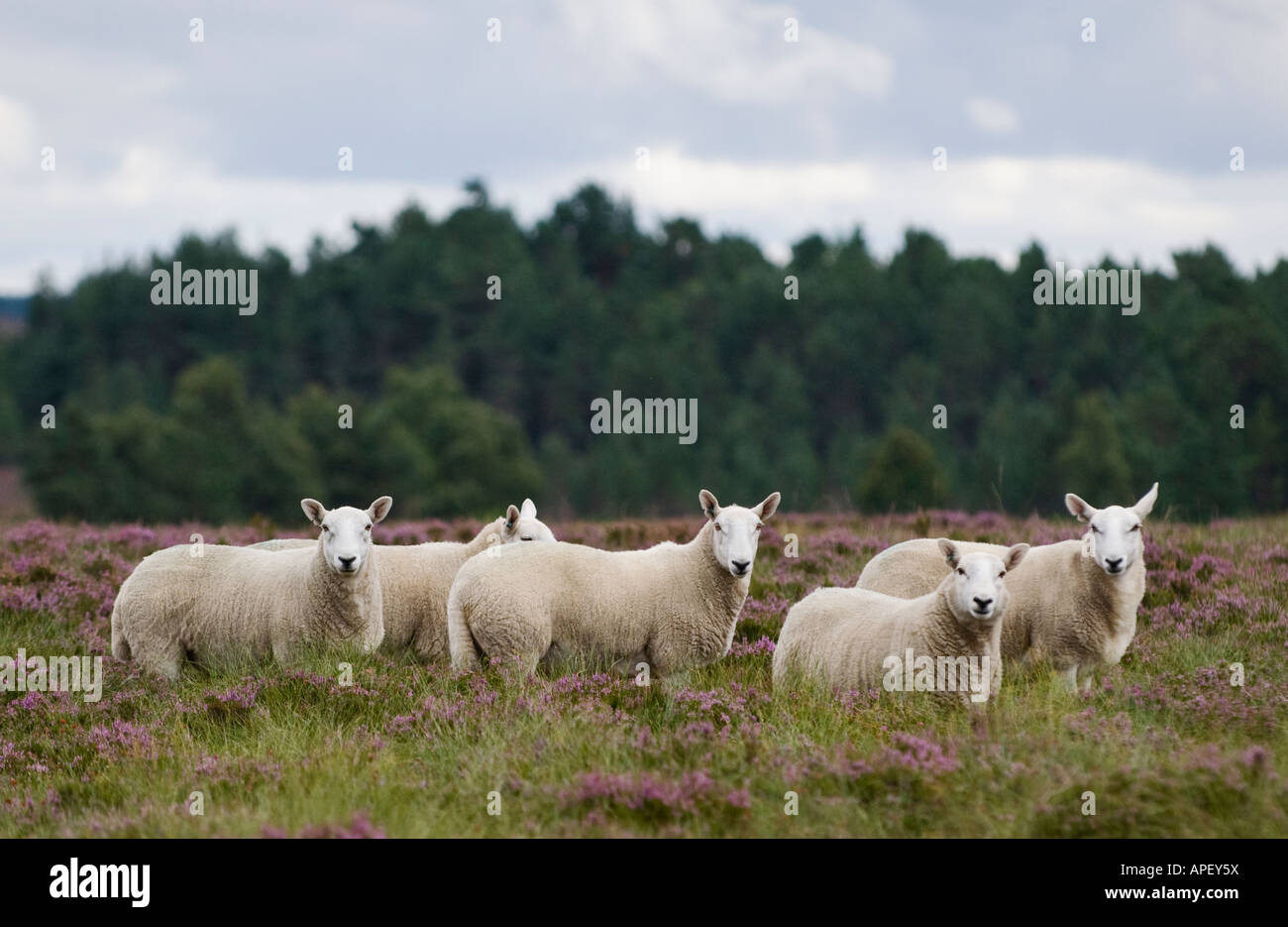 Scottish sheep heather hi-res stock photography and images - Alamy