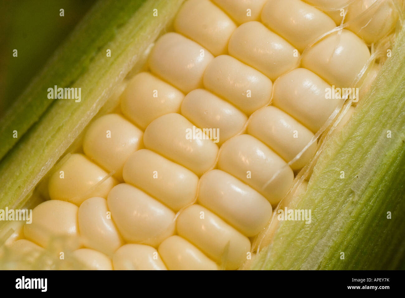 A close view of corn Stock Photo - Alamy