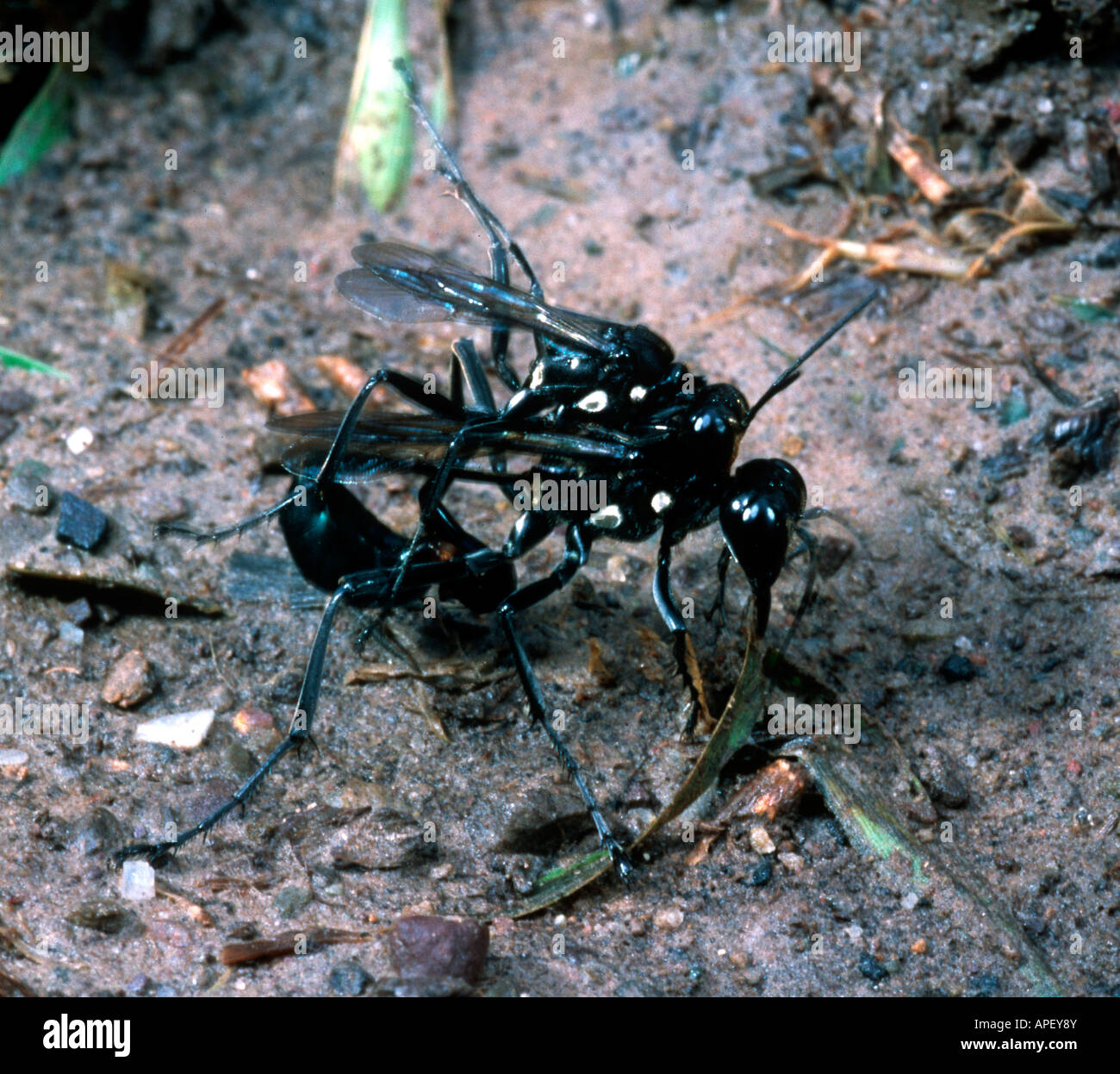Mating wasps, Argentina Stock Photo - Alamy
