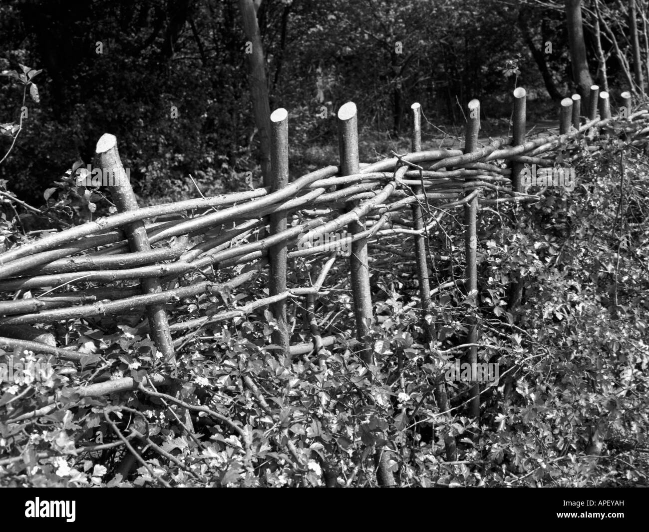 Detail of a man-made fence constructed of branches Stock Photo - Alamy