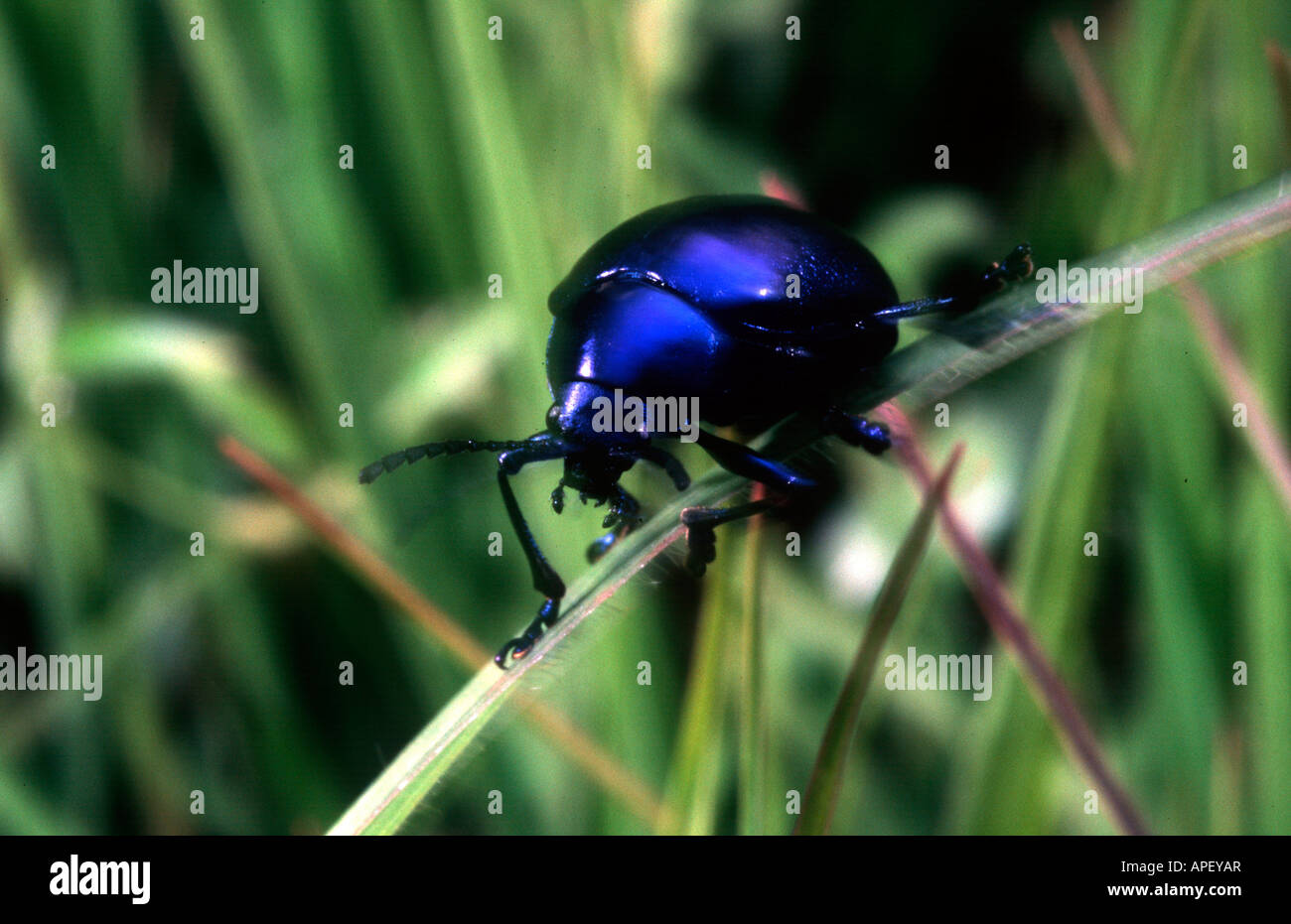 Blue beetle, Argentina Stock Photo - Alamy