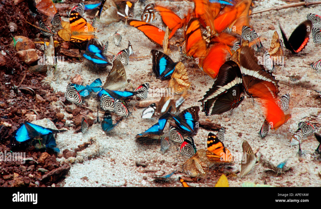 Argentine butterflies drinking near stream Stock Photo - Alamy