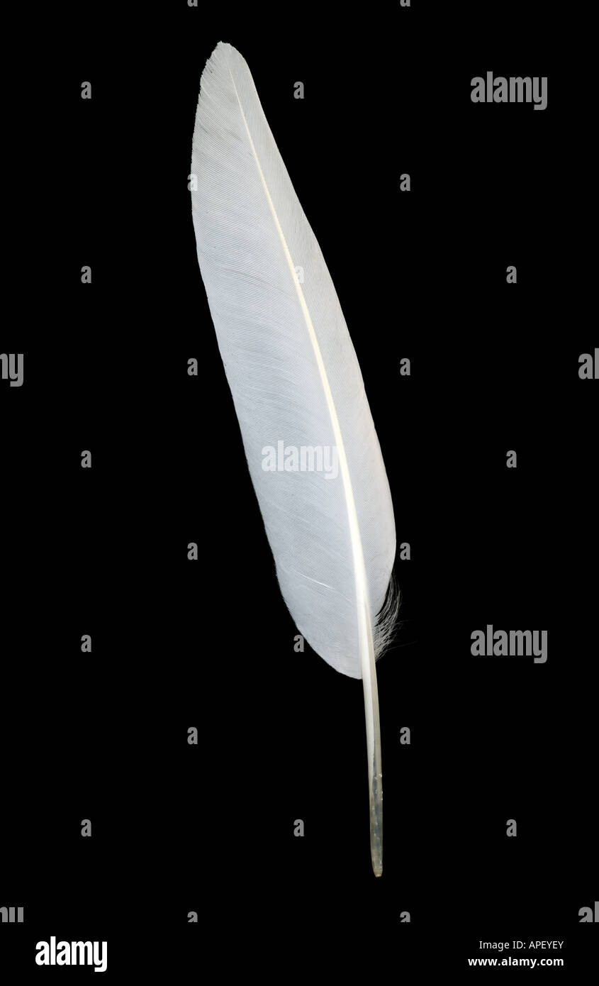White seagull feather Stock Photo - Alamy