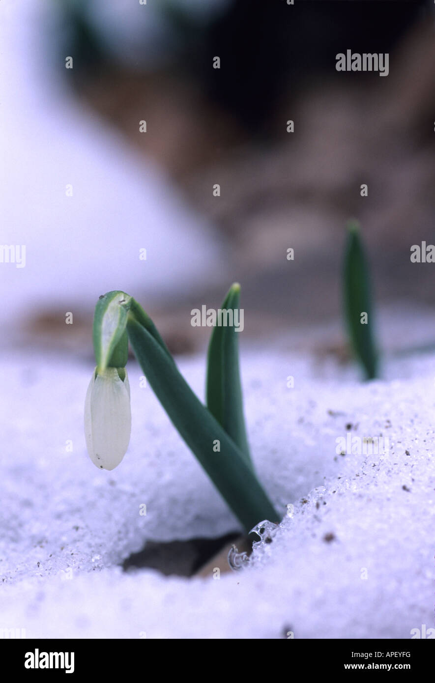 A snowdrop pushes through the snow to blossom Stock Photo - Alamy