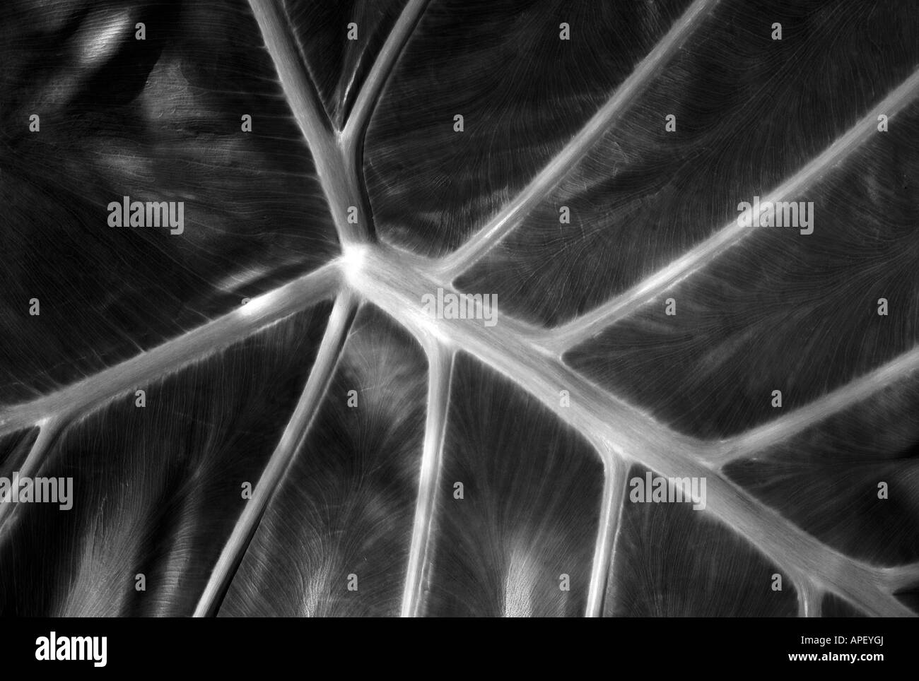 Elephant ear leaf, Brooklyn NY Botanical Gardens USA Stock Photo - Alamy