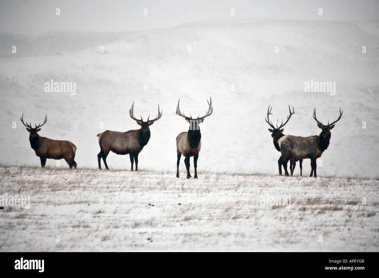 Elk in winter Stock Photo - Alamy