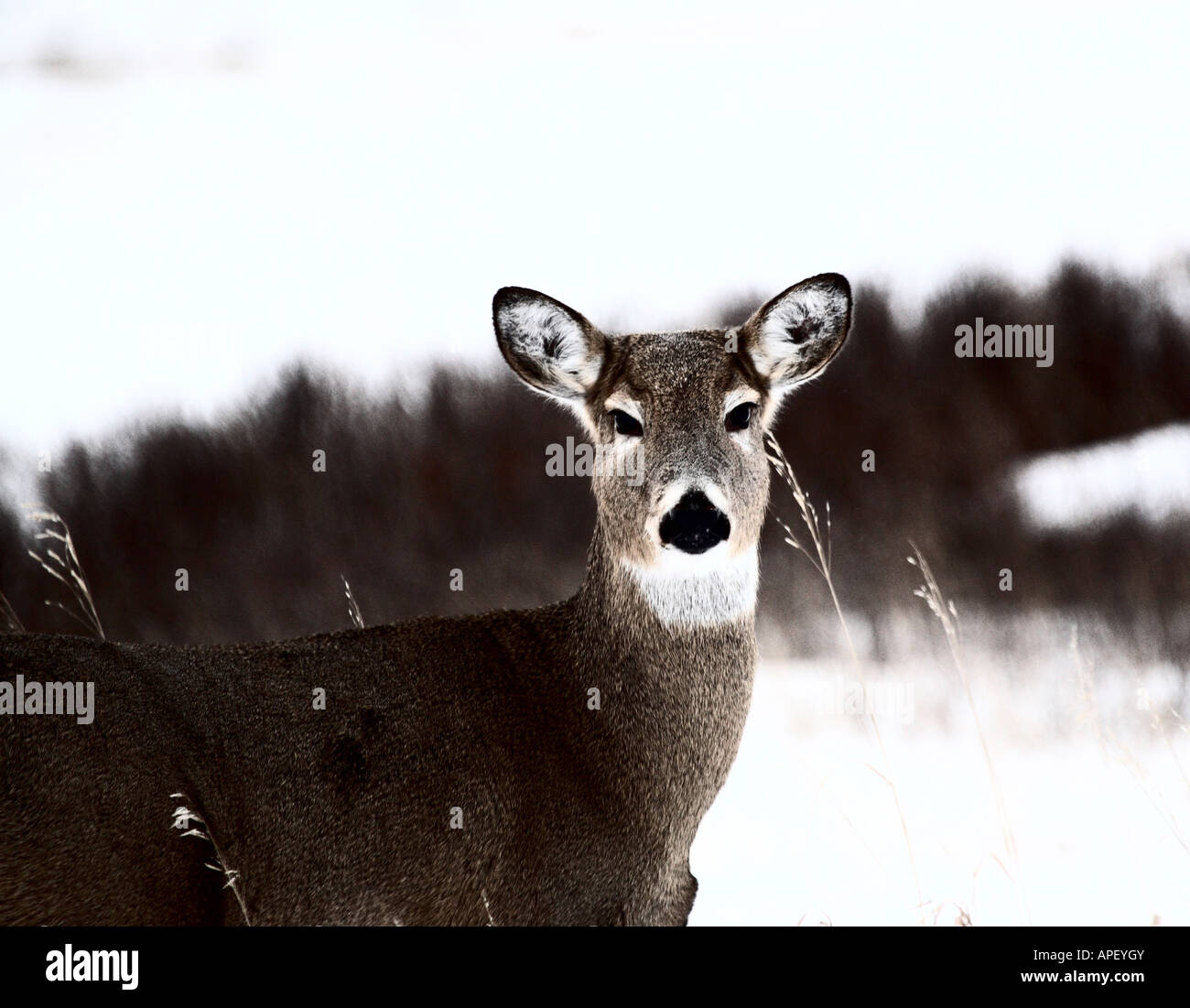White tailed Deer in winter Stock Photo - Alamy