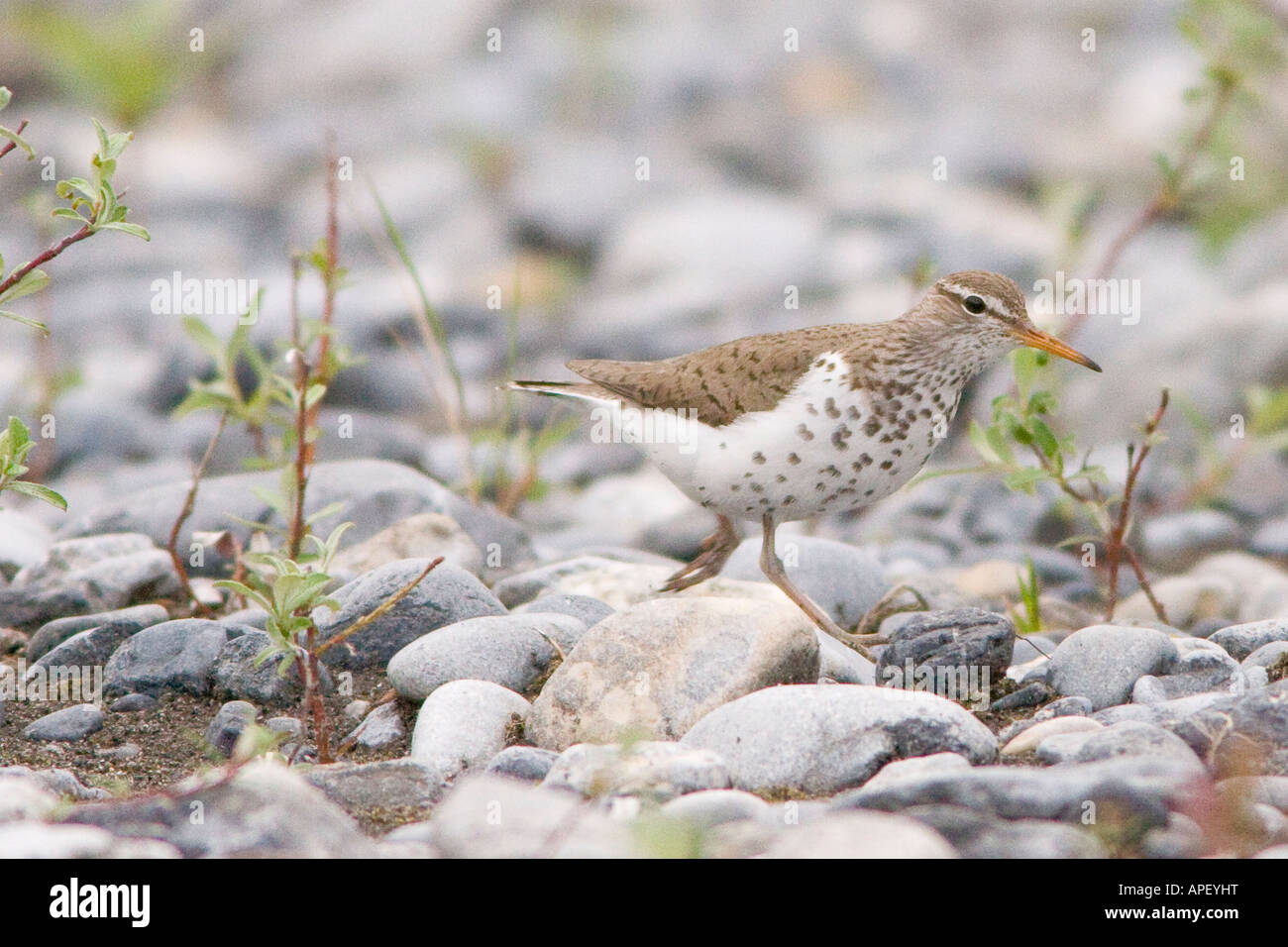 alaska spotted sandpiper near the kongakut river anwr arctic national ...