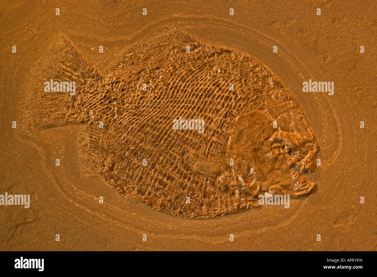 Dapedium fossil hi-res stock photography and images - Alamy