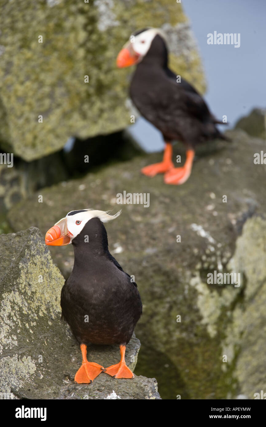 alaska pribilof islands tufted puffins Fratercula cirrhata Stock Photo ...