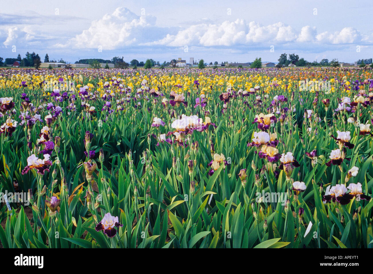 Maroon iris hi-res stock photography and images - Alamy
